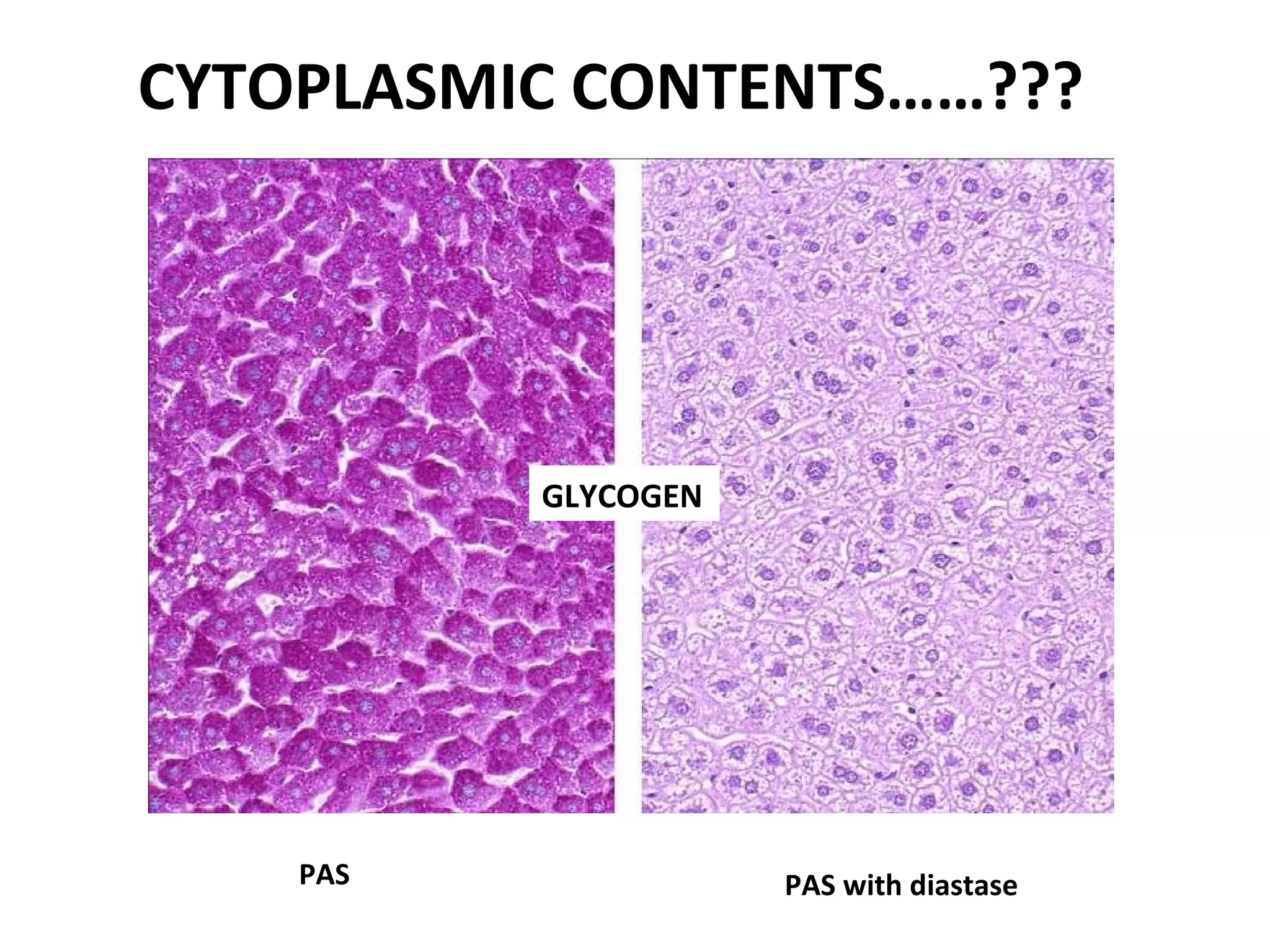 Histology of normal liver | PPT