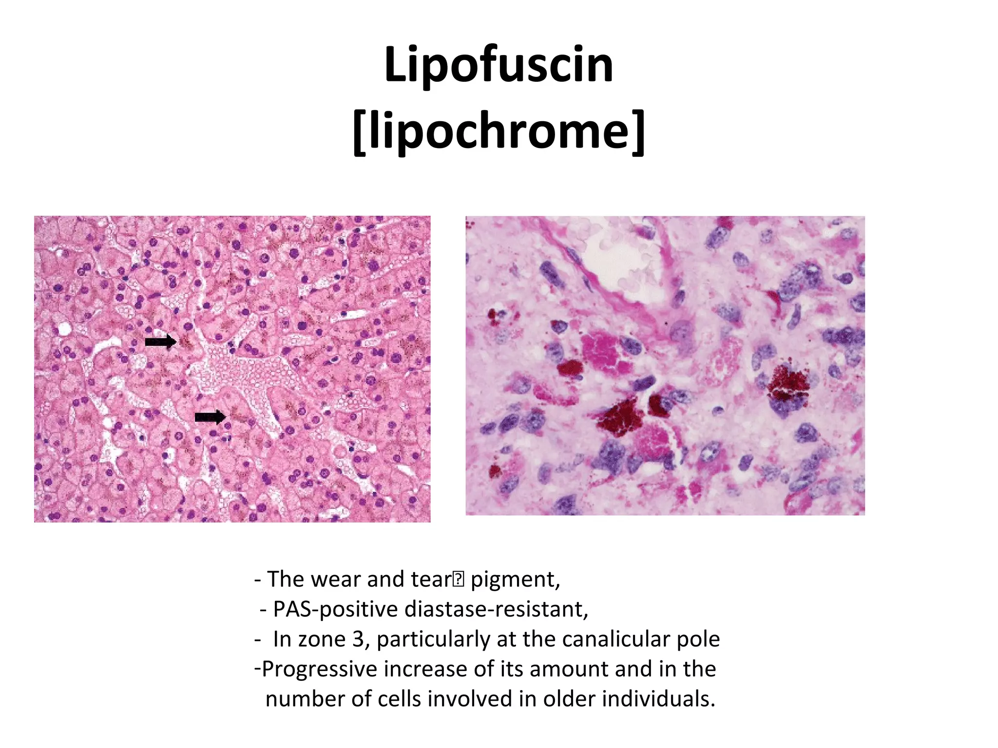 Histology of normal liver | PPT