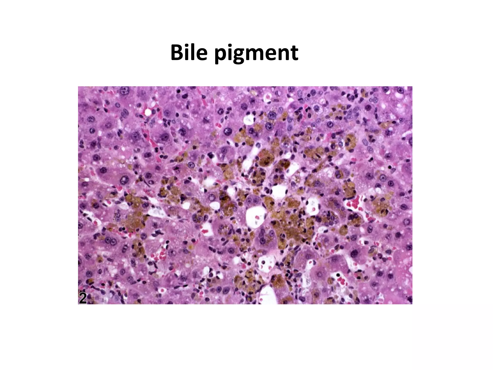 Histology of normal liver | PPT