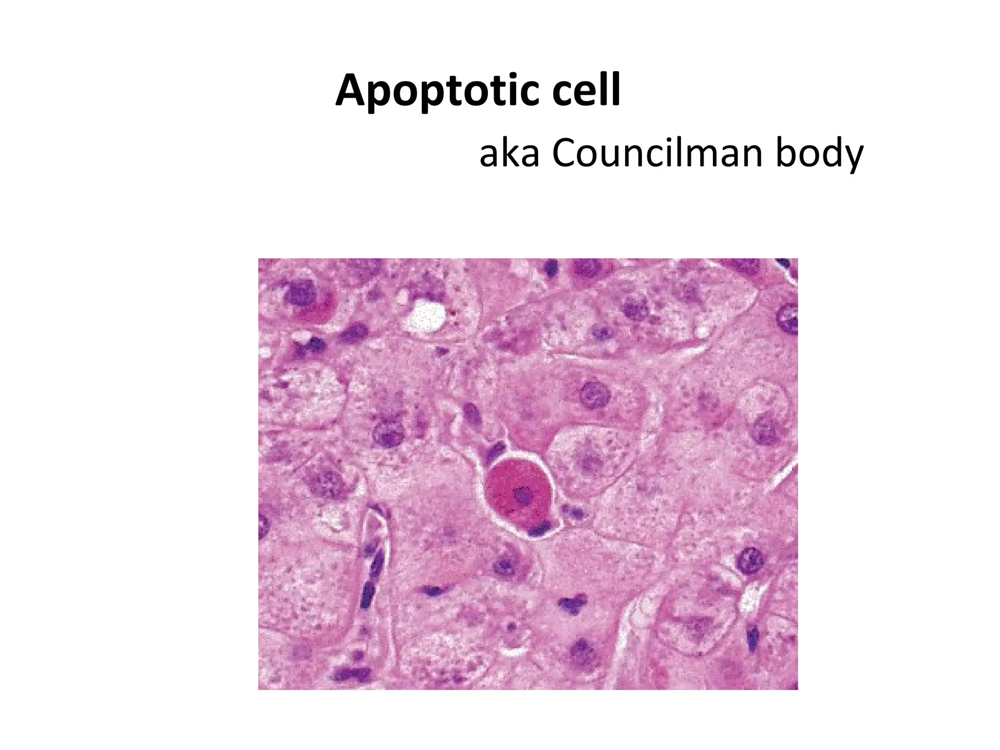 Histology of normal liver | PPT