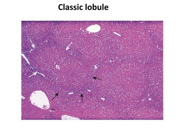 Histology of normal liver | PPT