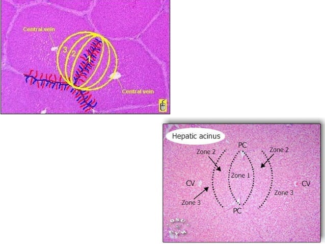 Histology of normal liver | PPT