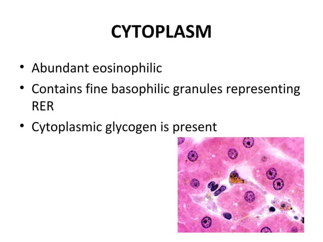 Histology of normal liver | PPT