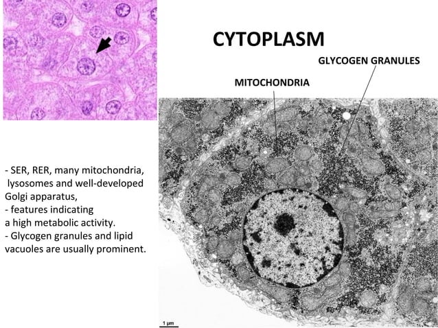 Histology of normal liver | PPT