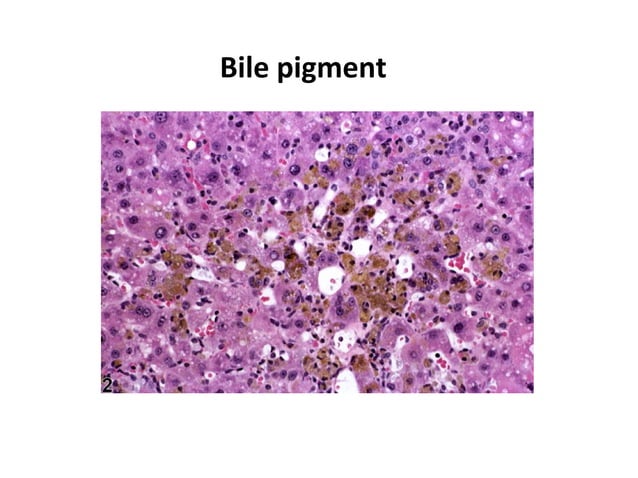 Histology of normal liver | PPT