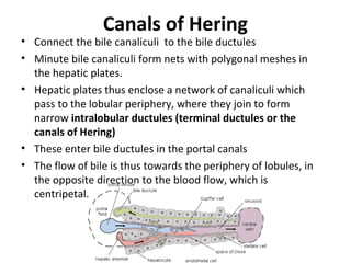 Histology of normal liver | PPT