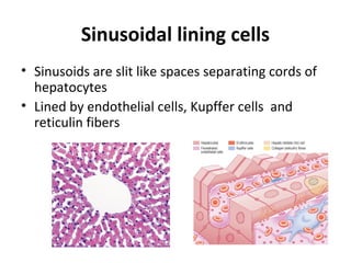 Histology of normal liver | PPT