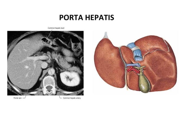 Histology of normal liver | PPT