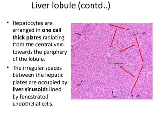 Liver Lobule Slide
