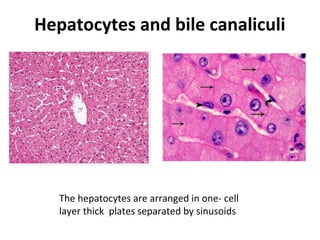 Bile Canaliculi Histology