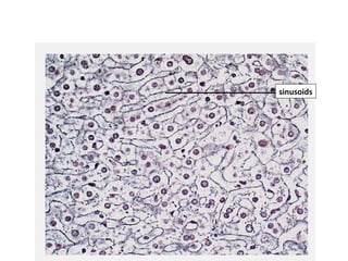Liver Histology Sinusoids