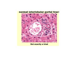 Liver Slide Portal Triad