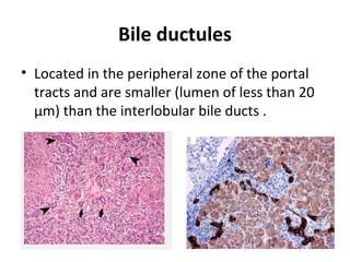 Bile Canaliculi Histology