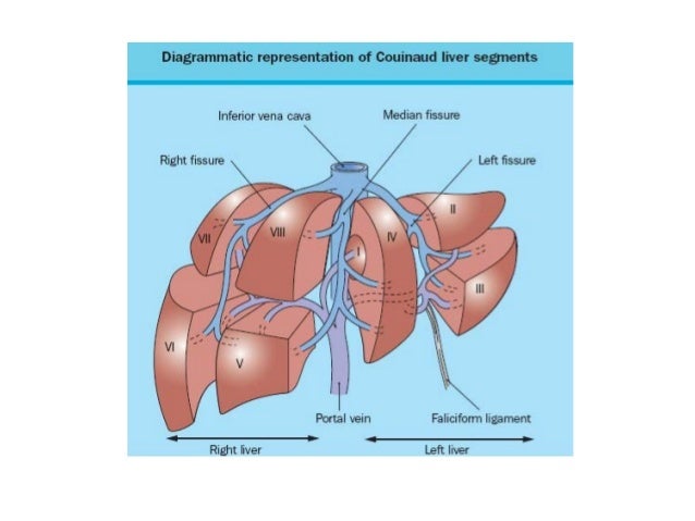 Histology of normal liver