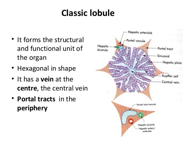 The Blood Through Liver Lobule