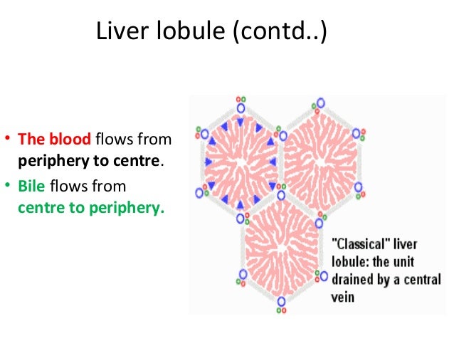 The Blood Through Liver Lobule