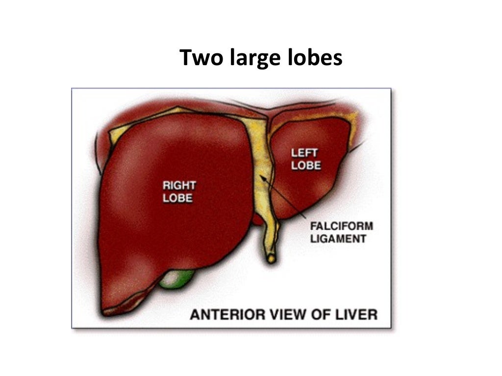 Histology of normal liver