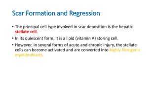 liver injury.pptx jhfvbghhbbnnnnbcdddvhhhhh | PPTX