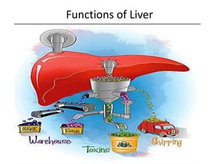Liver & its diseases | PDF