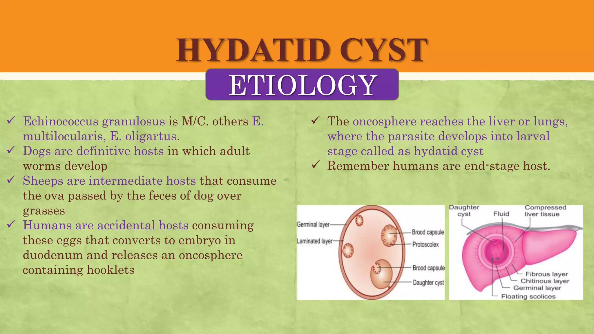 LIVER LUMPS- Rt Upper Quadrant Lumps- Abdominal Lumps.pptx