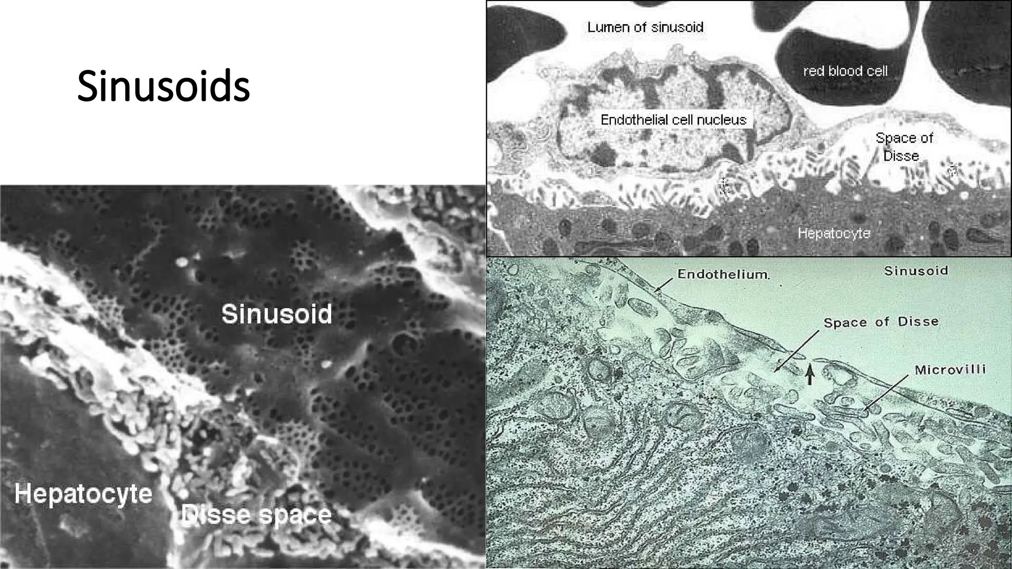 microanatomy and histology of the liver.pptx