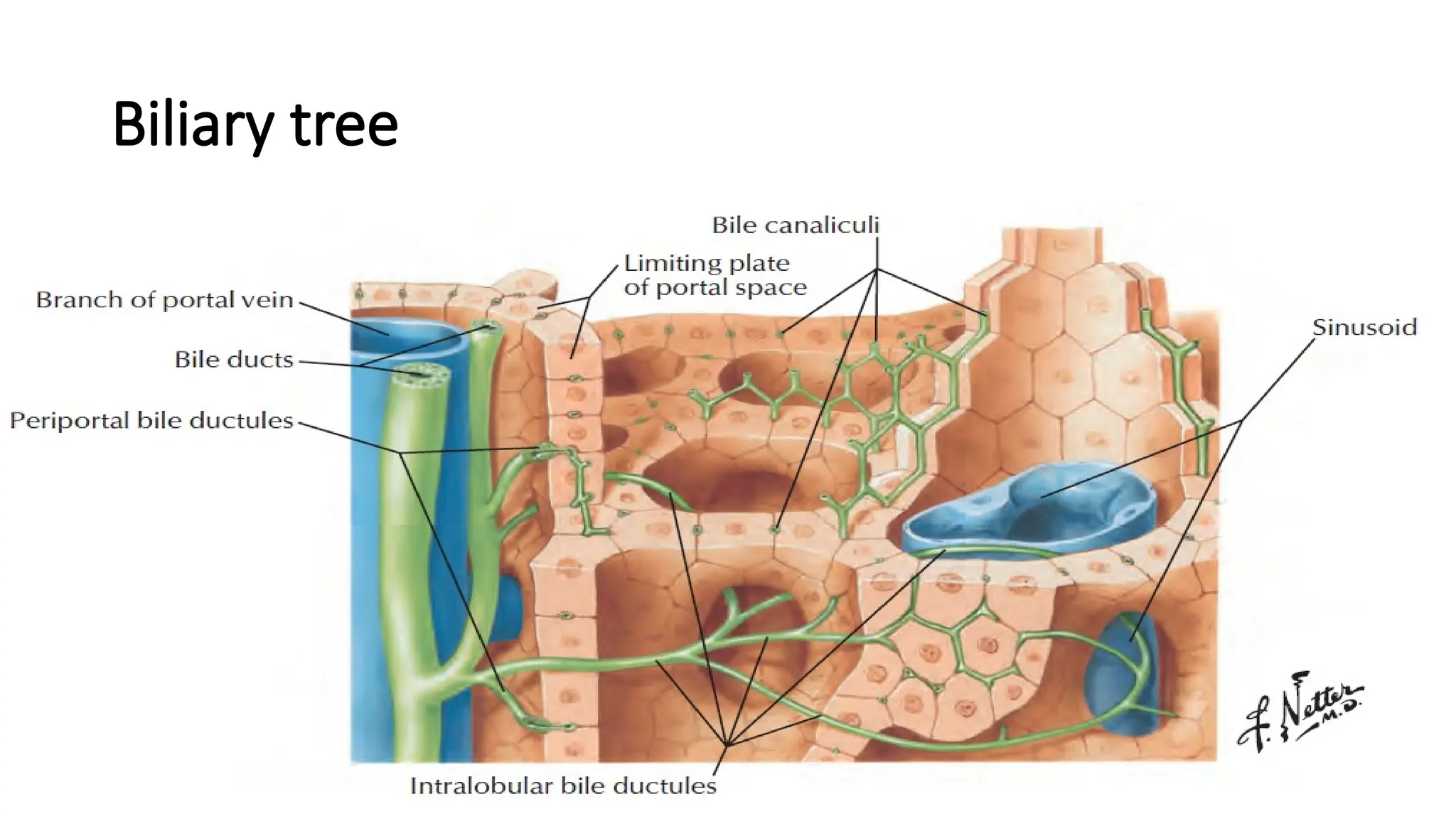 microanatomy and histology of the liver.pptx