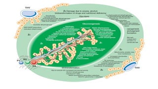 microanatomy and histology of the liver.pptx