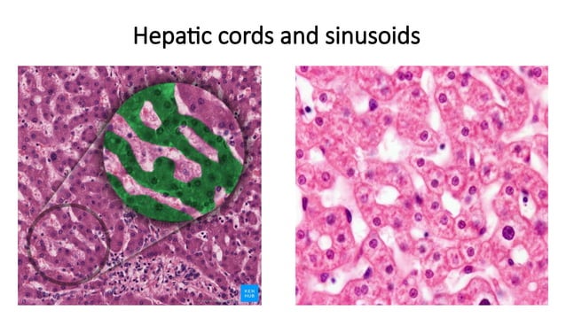 microanatomy and histology of the liver.pptx