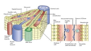 microanatomy and histology of the liver.pptx