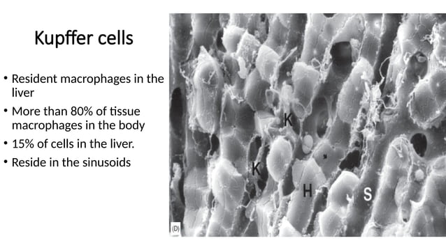 microanatomy and histology of the liver.pptx