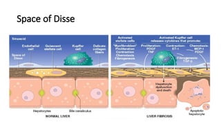 microanatomy and histology of the liver.pptx