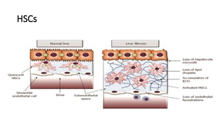 microanatomy and histology of the liver.pptx