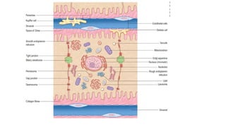 microanatomy and histology of the liver.pptx