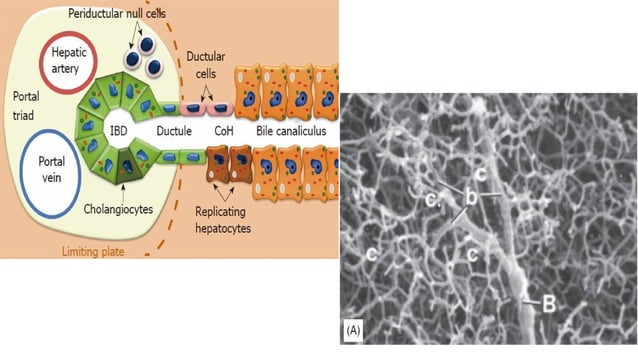microanatomy and histology of the liver.pptx
