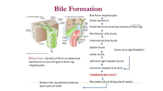 microanatomy and histology of the liver.pptx