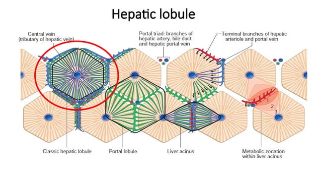 microanatomy and histology of the liver.pptx