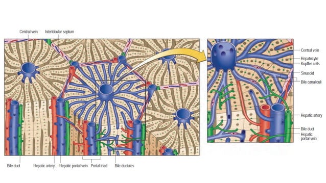microanatomy and histology of the liver.pptx