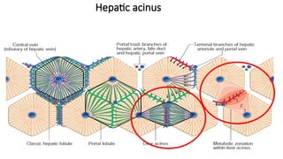 microanatomy and histology of the liver.pptx