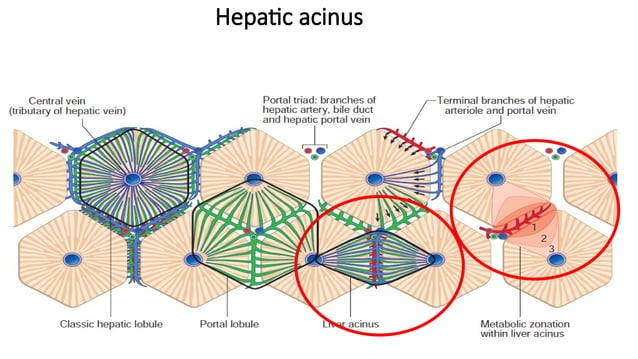 microanatomy and histology of the liver.pptx