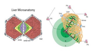 microanatomy and histology of the liver.pptx