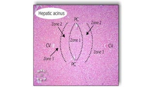 microanatomy and histology of the liver.pptx