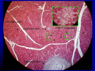 Pancreas Gland Slide Labeled