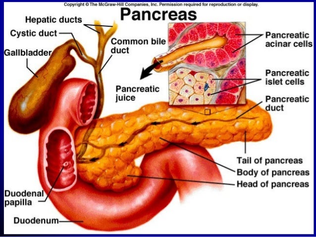 Liver pancreas