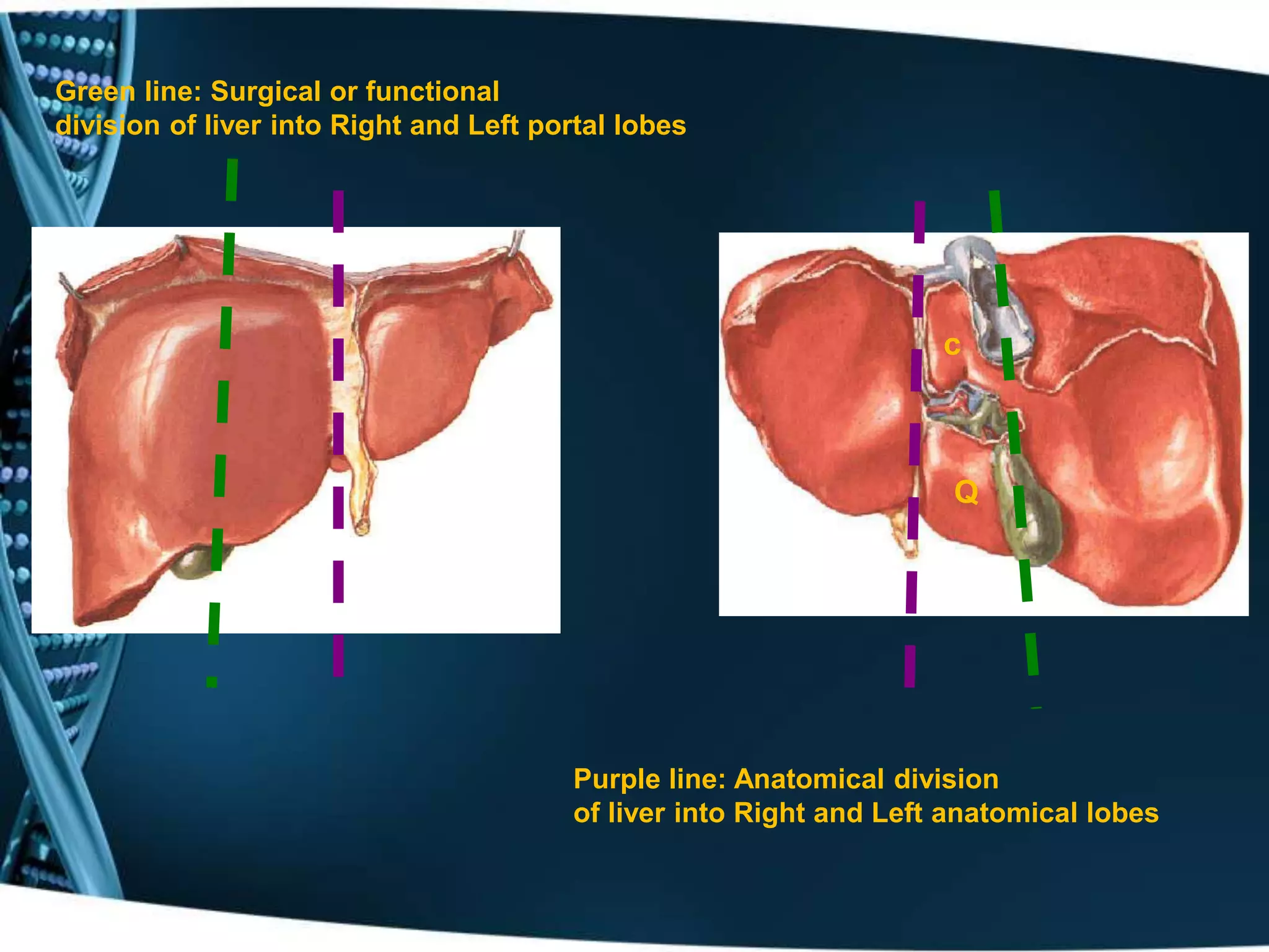 Liver pancreas and spleen | PPT