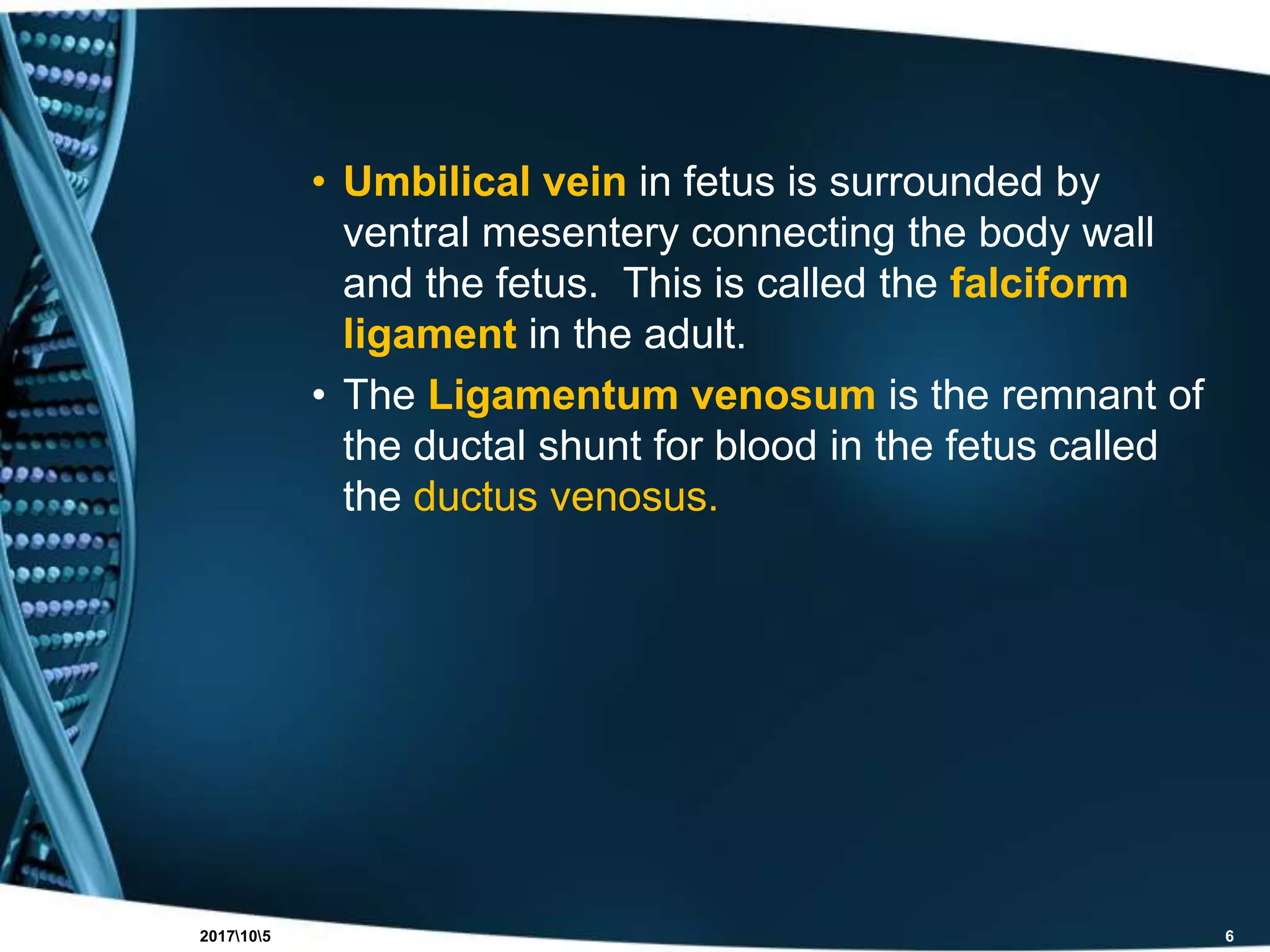Liver pancreas and spleen | PPT