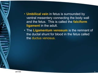 Liver pancreas and spleen | PPT