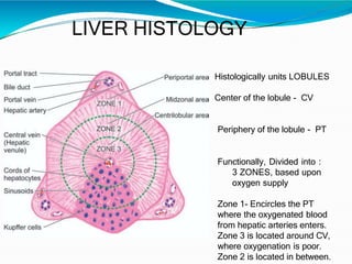 liver pathology.pptx