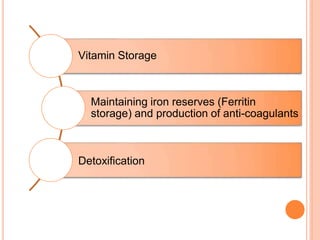 Liver physiology | PPTX