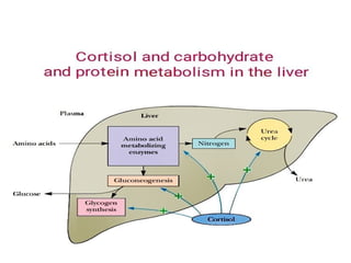 Liver physiology and LFT.pptx Liver physiology | PPTX