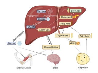 Liver physiology and LFT.pptx Liver physiology | PPTX